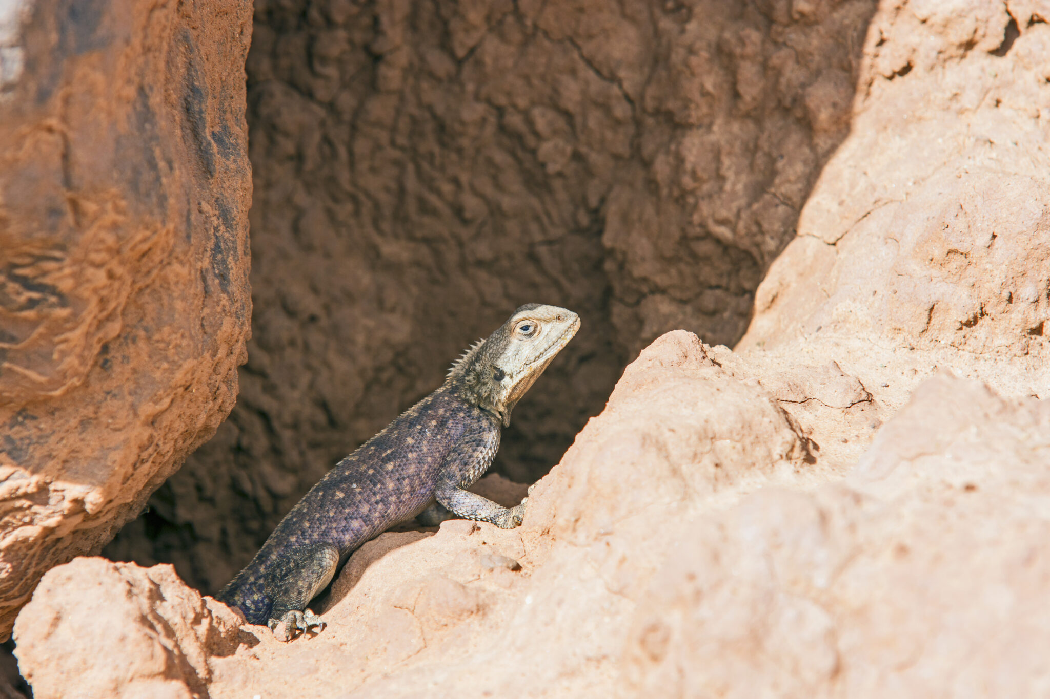 The wildlife of Morocco