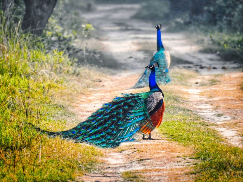 A guide to India’s best national parks