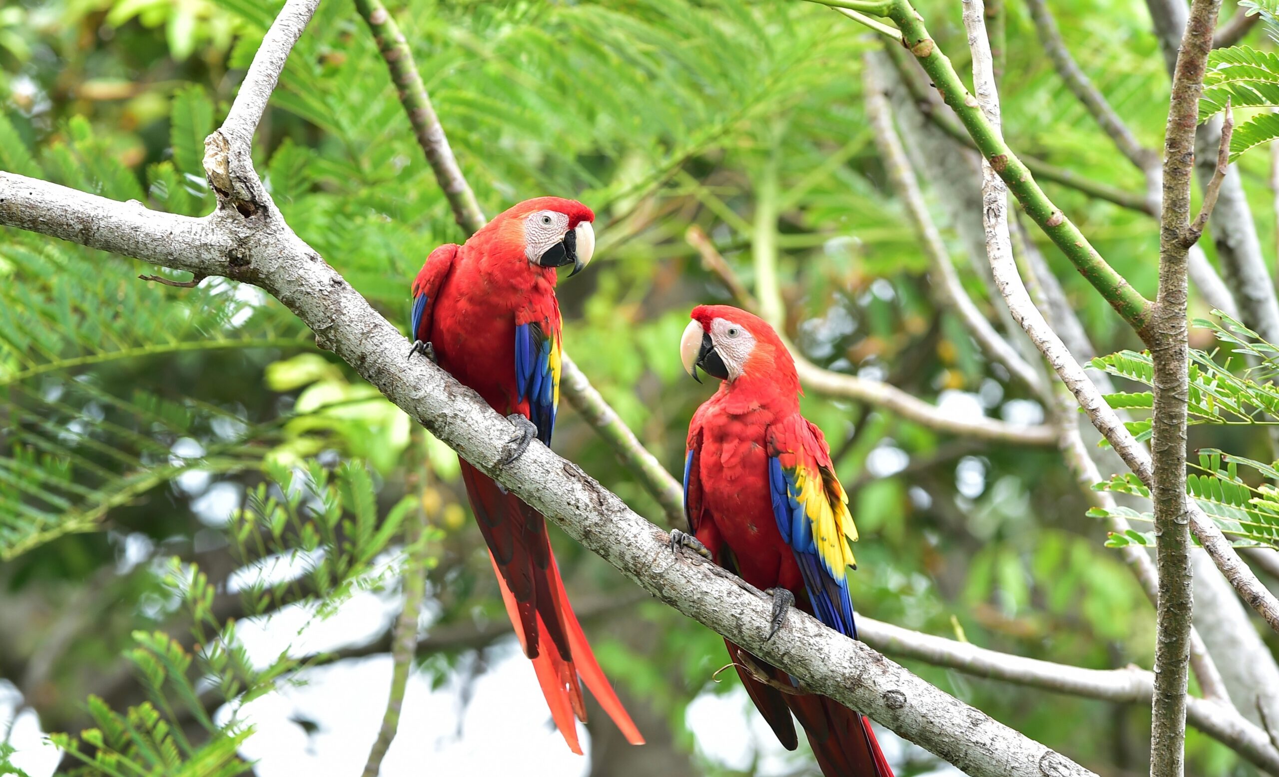 Costa Rica: a treasure trove of wildlife and nature