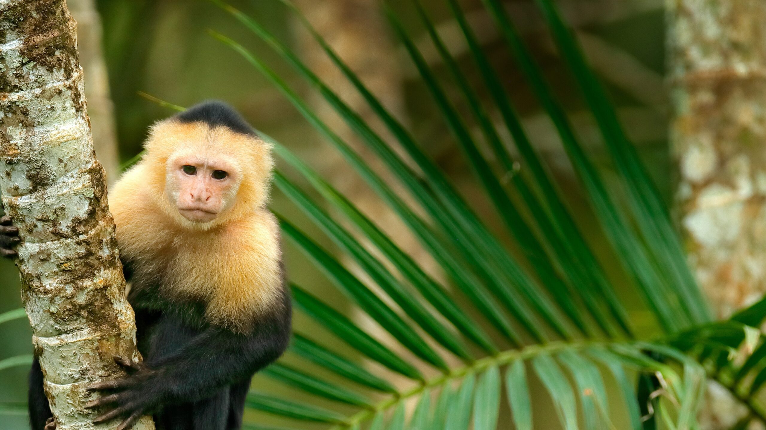 The national parks of Costa Rica