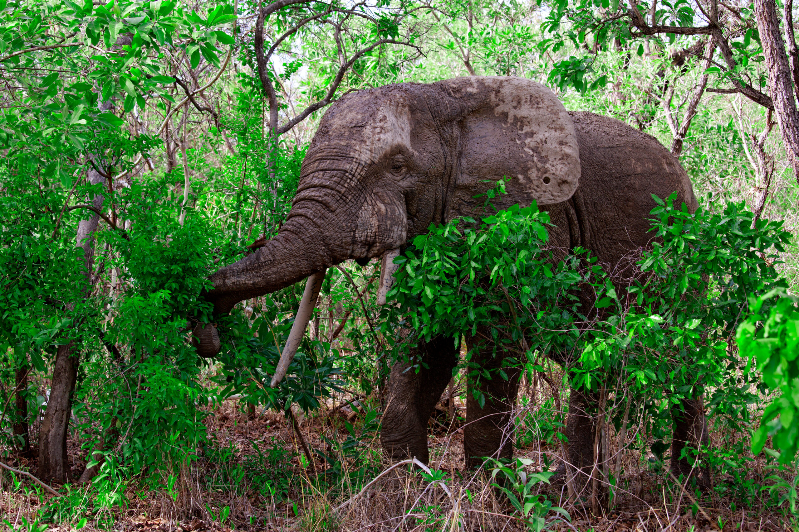 Spotting wildlife in Mole National Park, Ghana