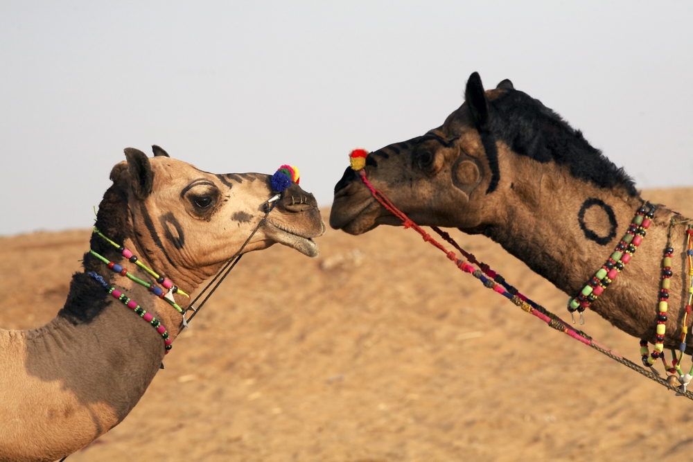 The ultimate guide to the Pushkar Camel Fair in Rajasthan, India