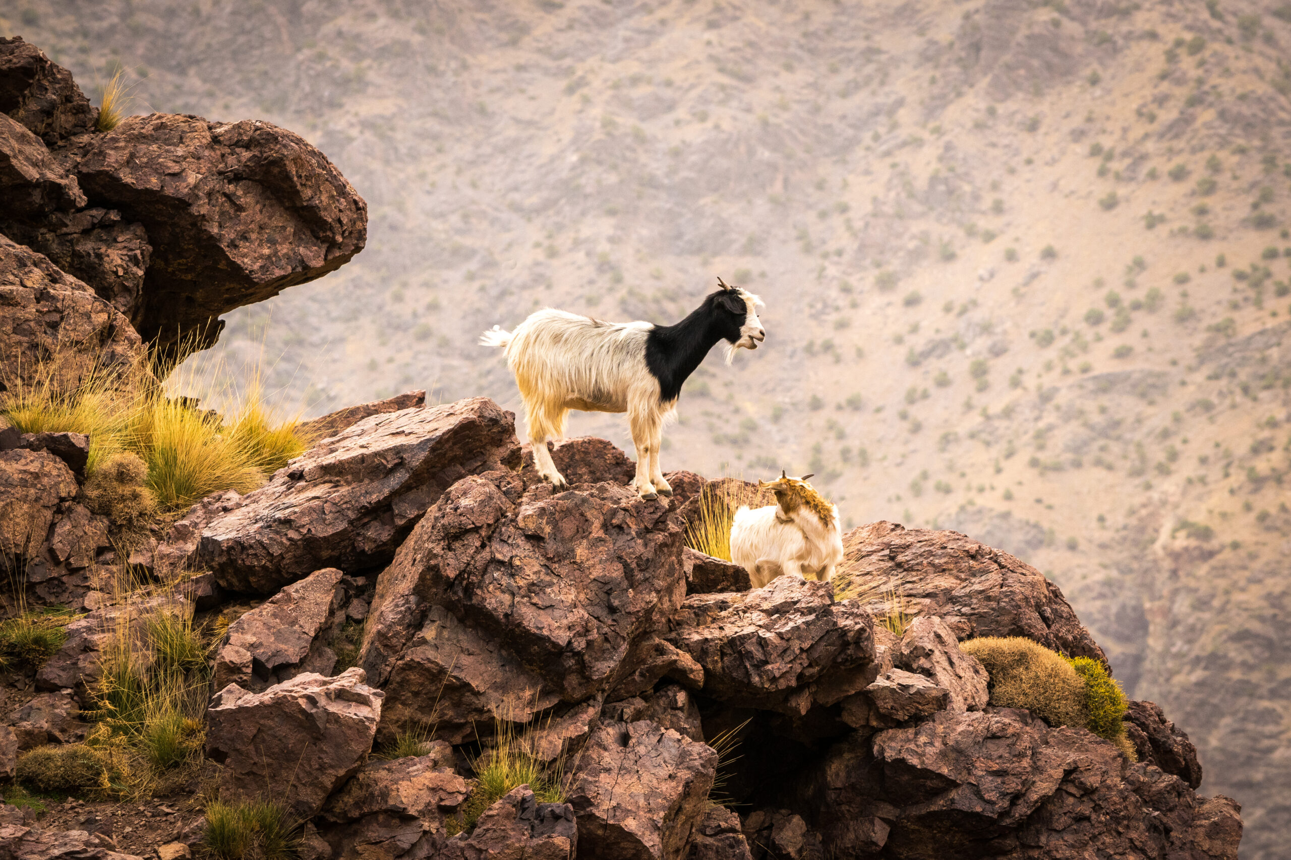 The wildlife of Morocco