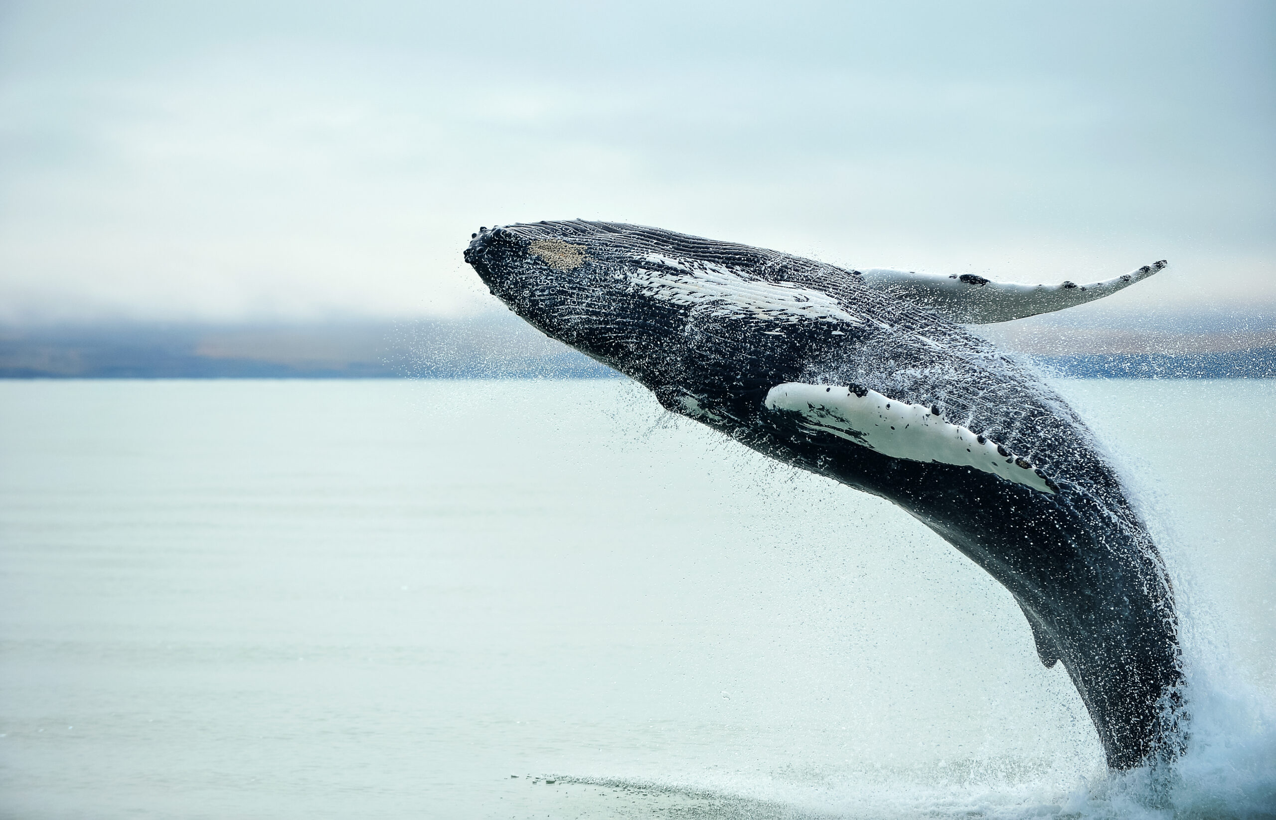 Where to see whales in the wild