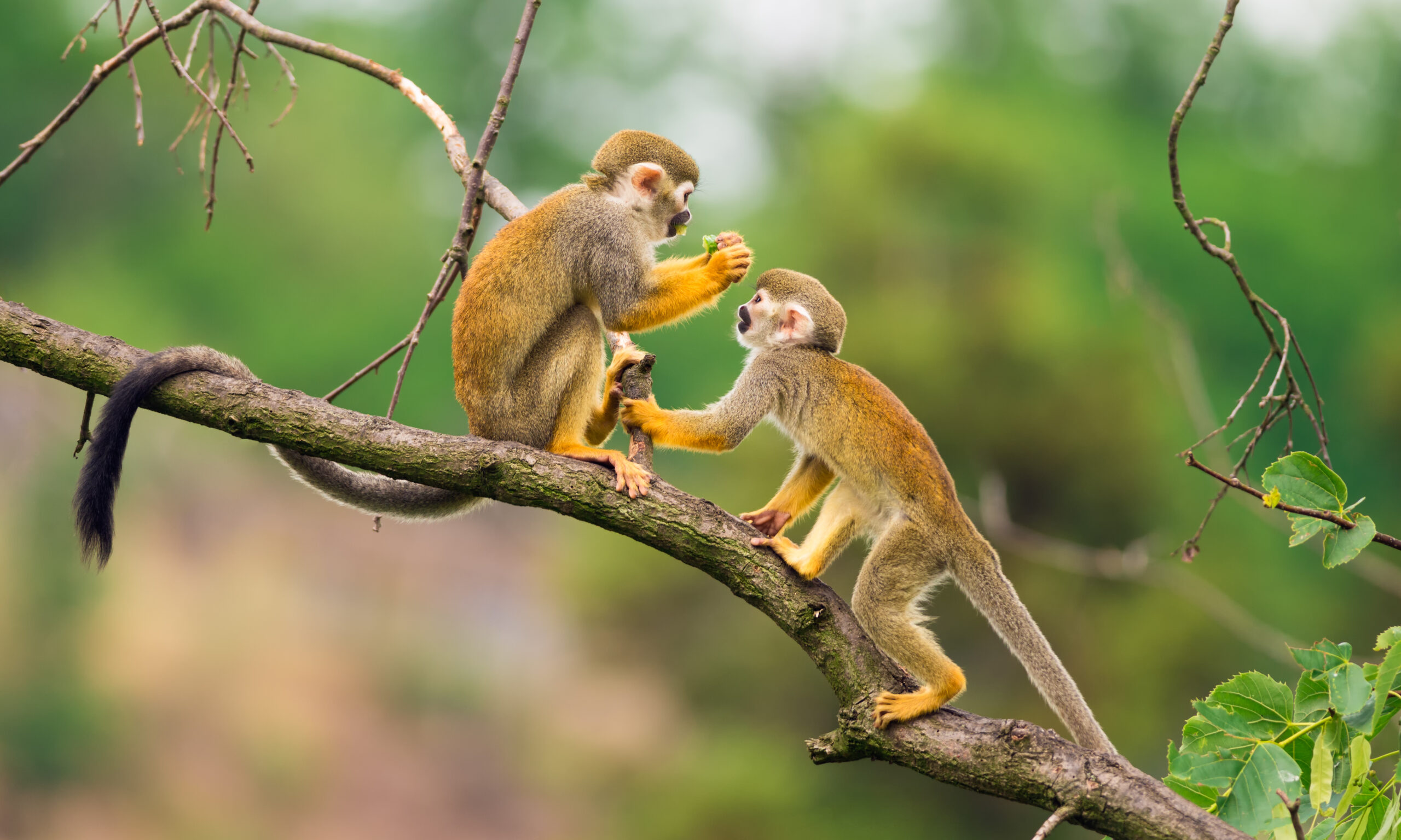 Where to see the wildlife of Brazil