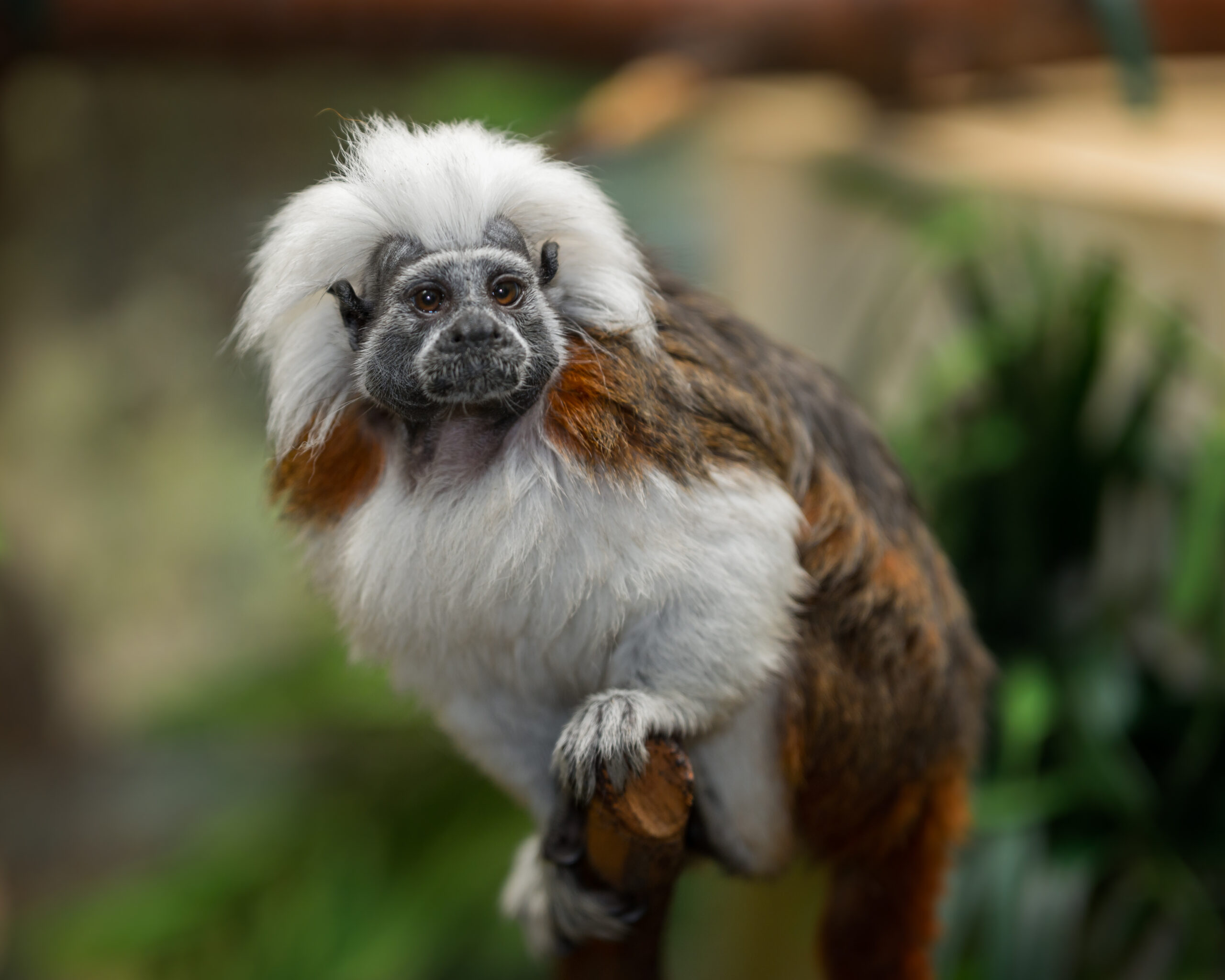 Why travel to Colombia: a wildlife lover’s paradise