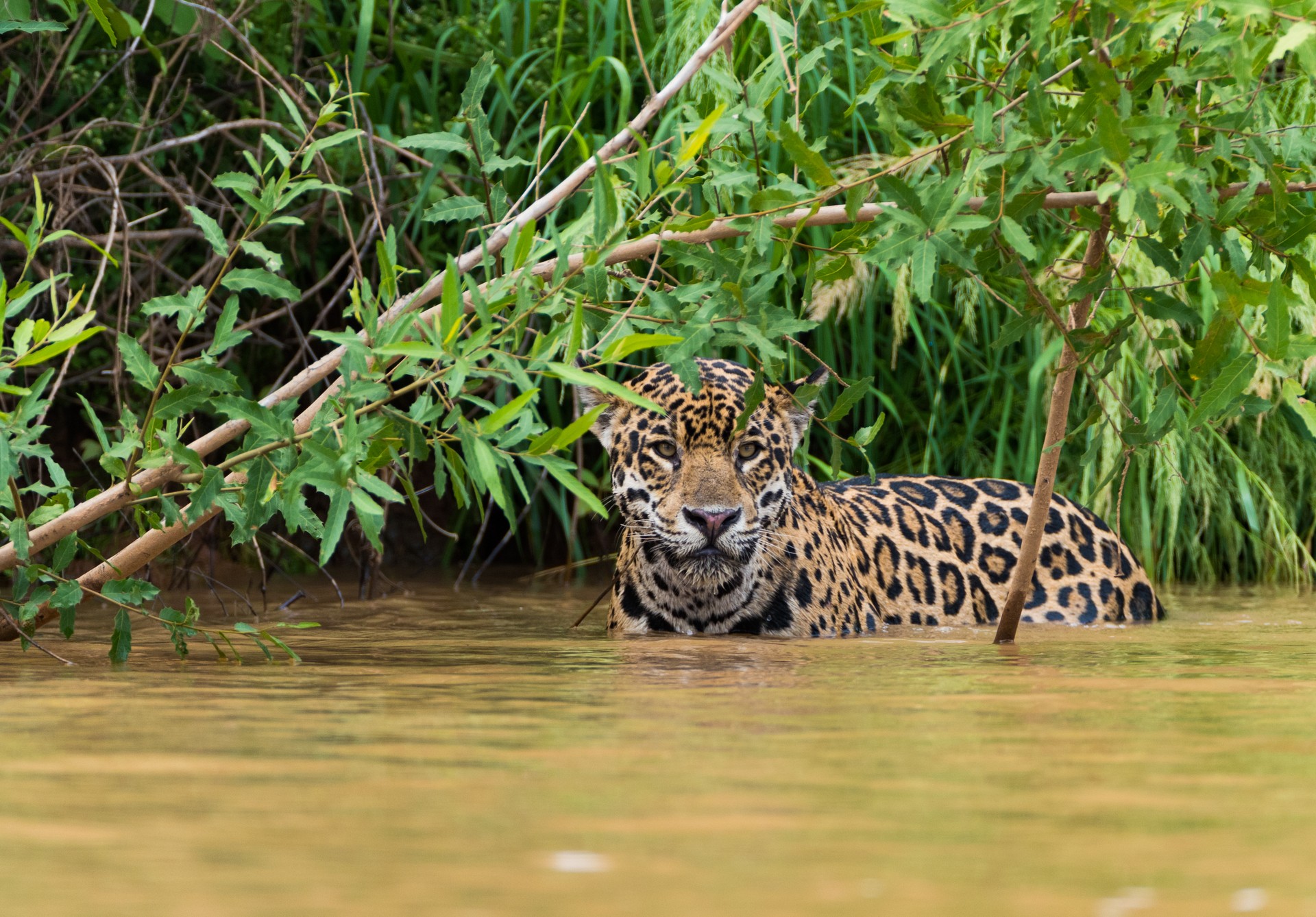 Ihr Reiseführer zur Tierwelt Brasiliens