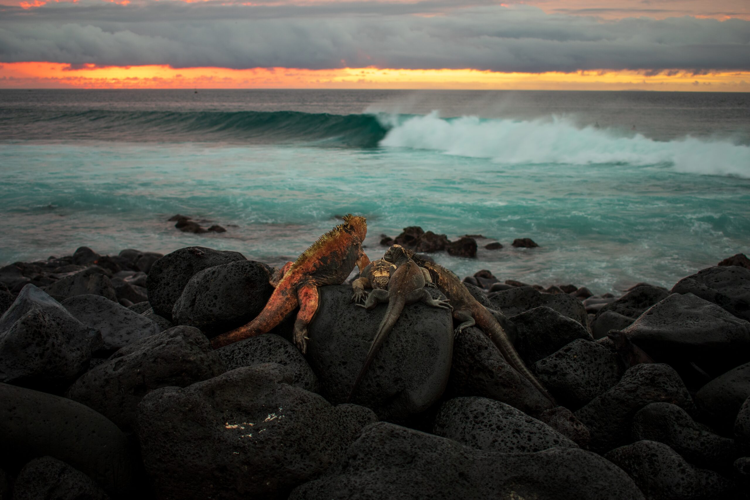 The Galapagos Islands: wildlife and historic wonder