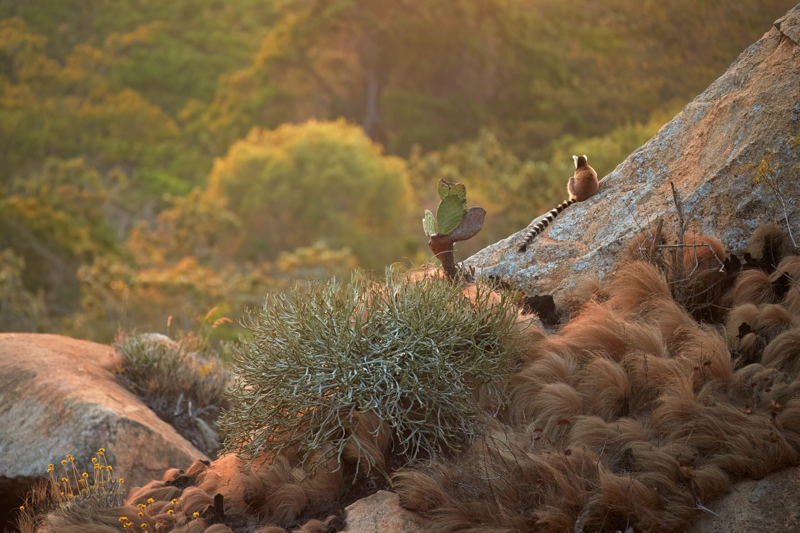 A beginner’s guide to Madagascar