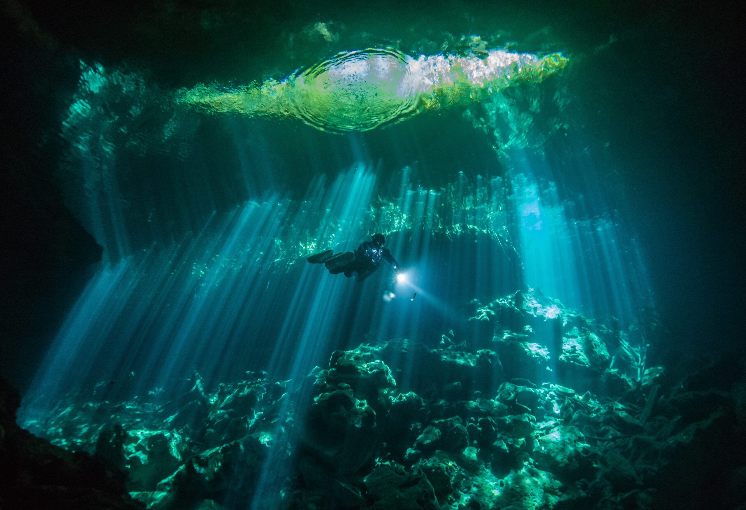 The world’s best dives for marine wildlife encounters