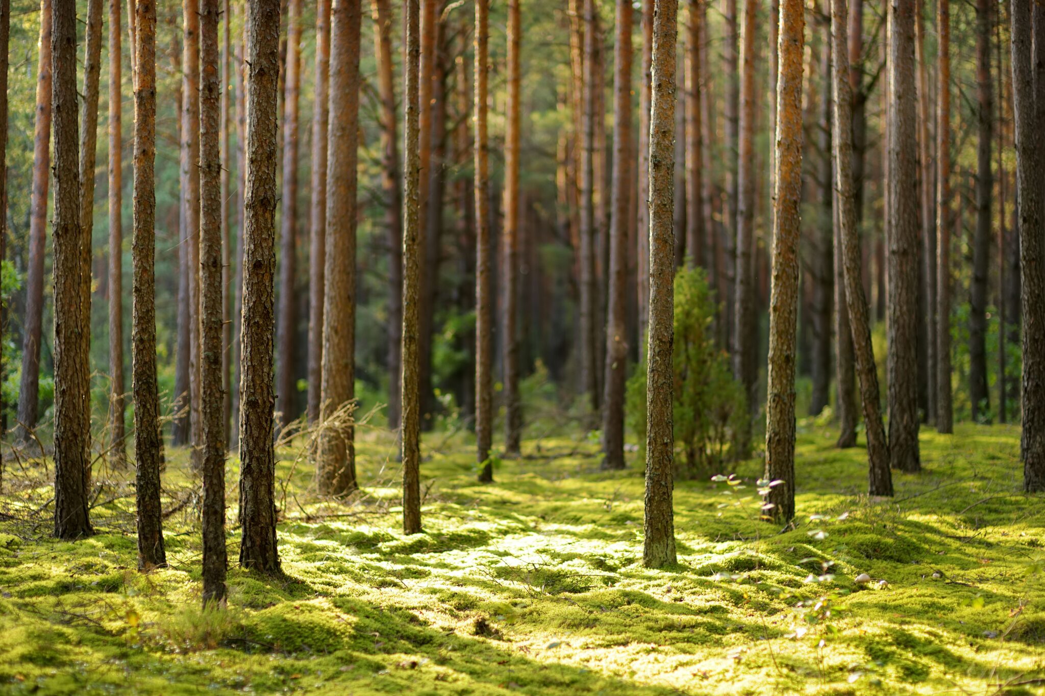 The landscapes of Lithuania: a guide for nature lovers