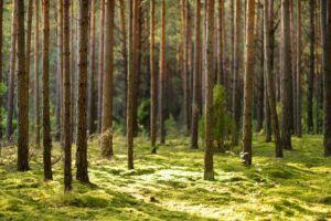 The landscapes of Lithuania: a guide for nature lovers